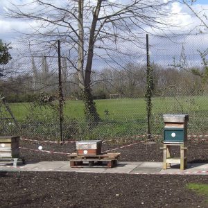 Home Page - Epsom Beekeepers Association