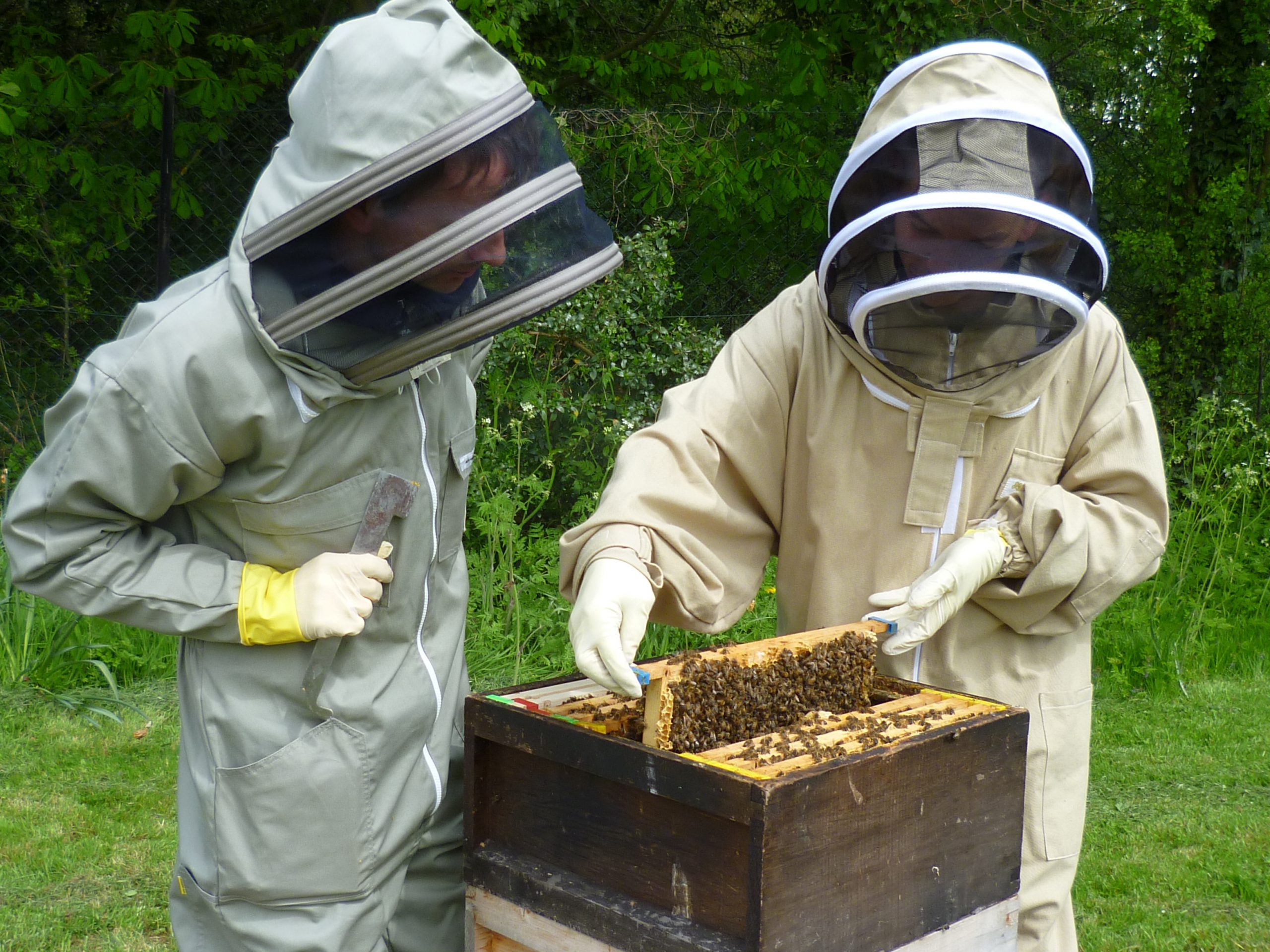 Epsom Beekeepers Association – Epsom Beekeepers Association