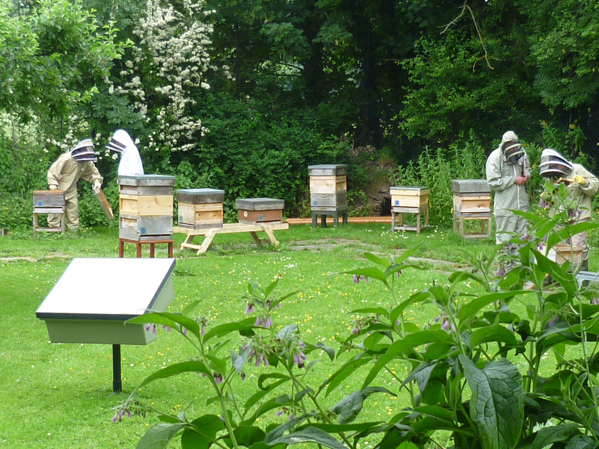 Epsom Beekeepers Association – Epsom Beekeepers Association