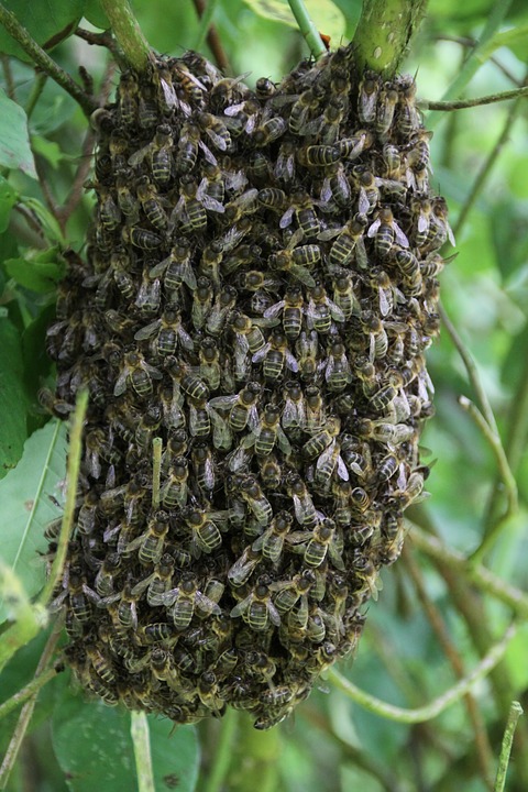 Swarms – Epsom Beekeepers Association