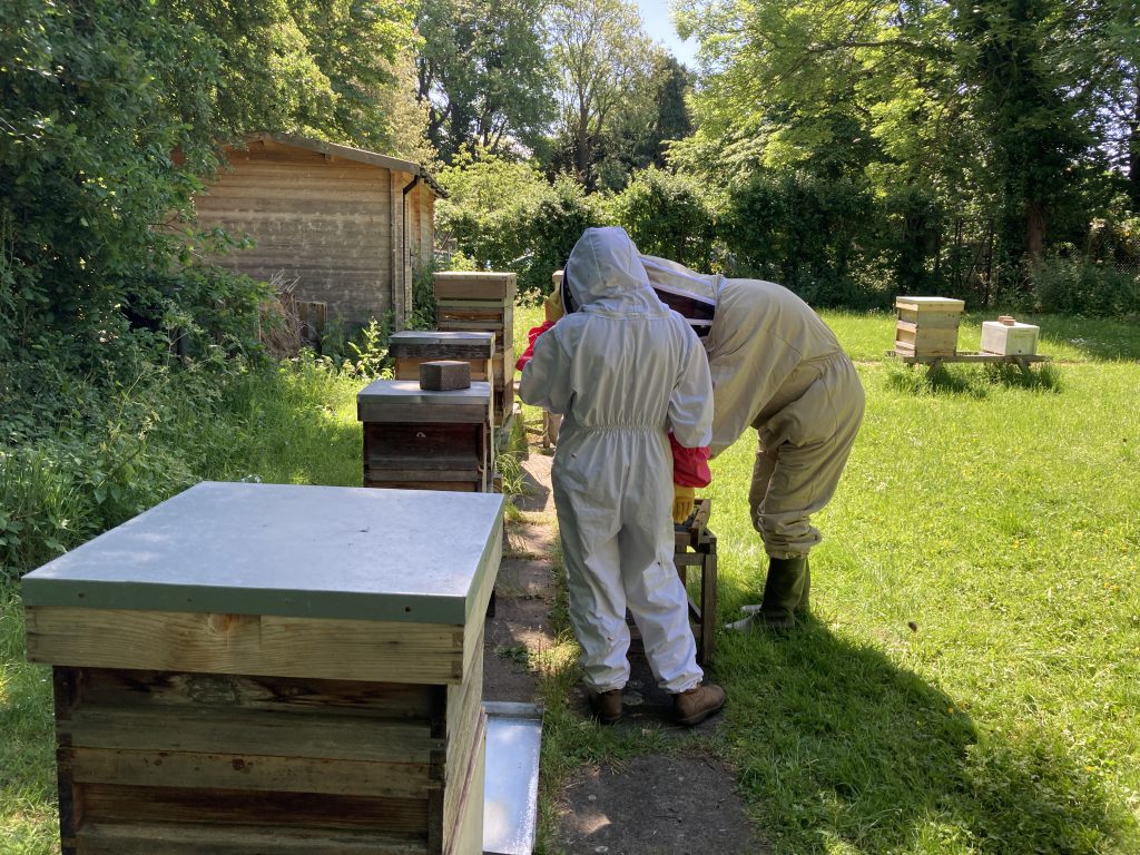 Epsom Beekeepers Association – Epsom Beekeepers Association