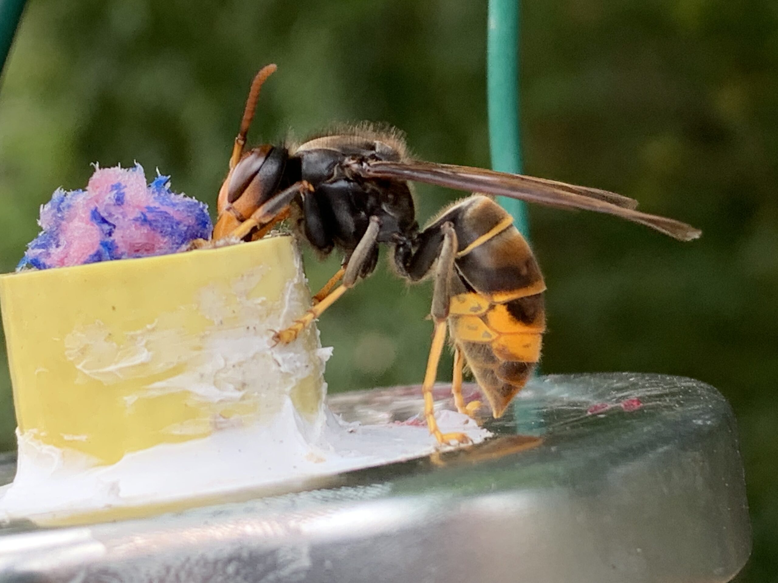 Asian Hornet – Epsom Beekeepers Association